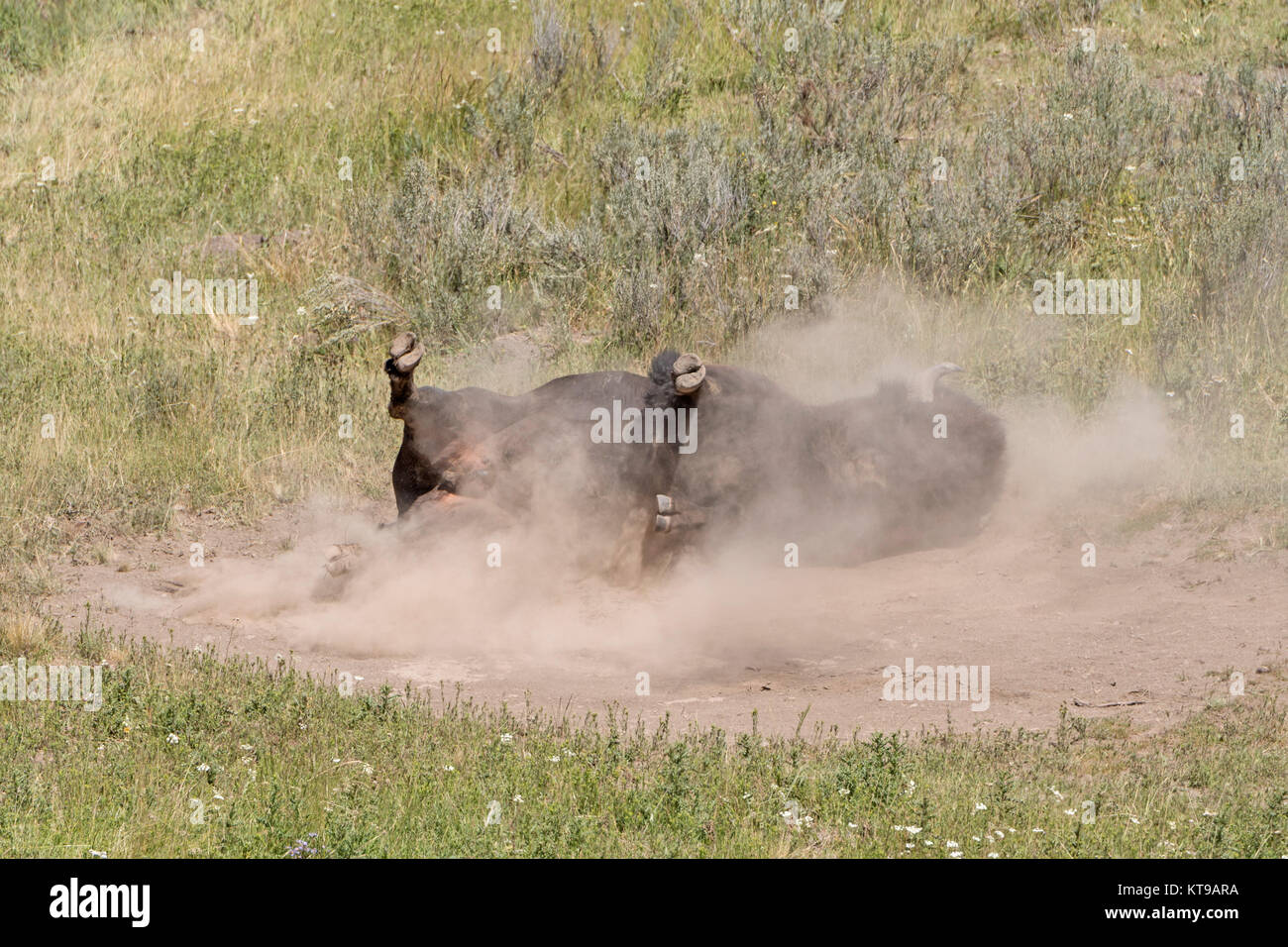 Bison Rolling in the Dust Stock Photo - Alamy
