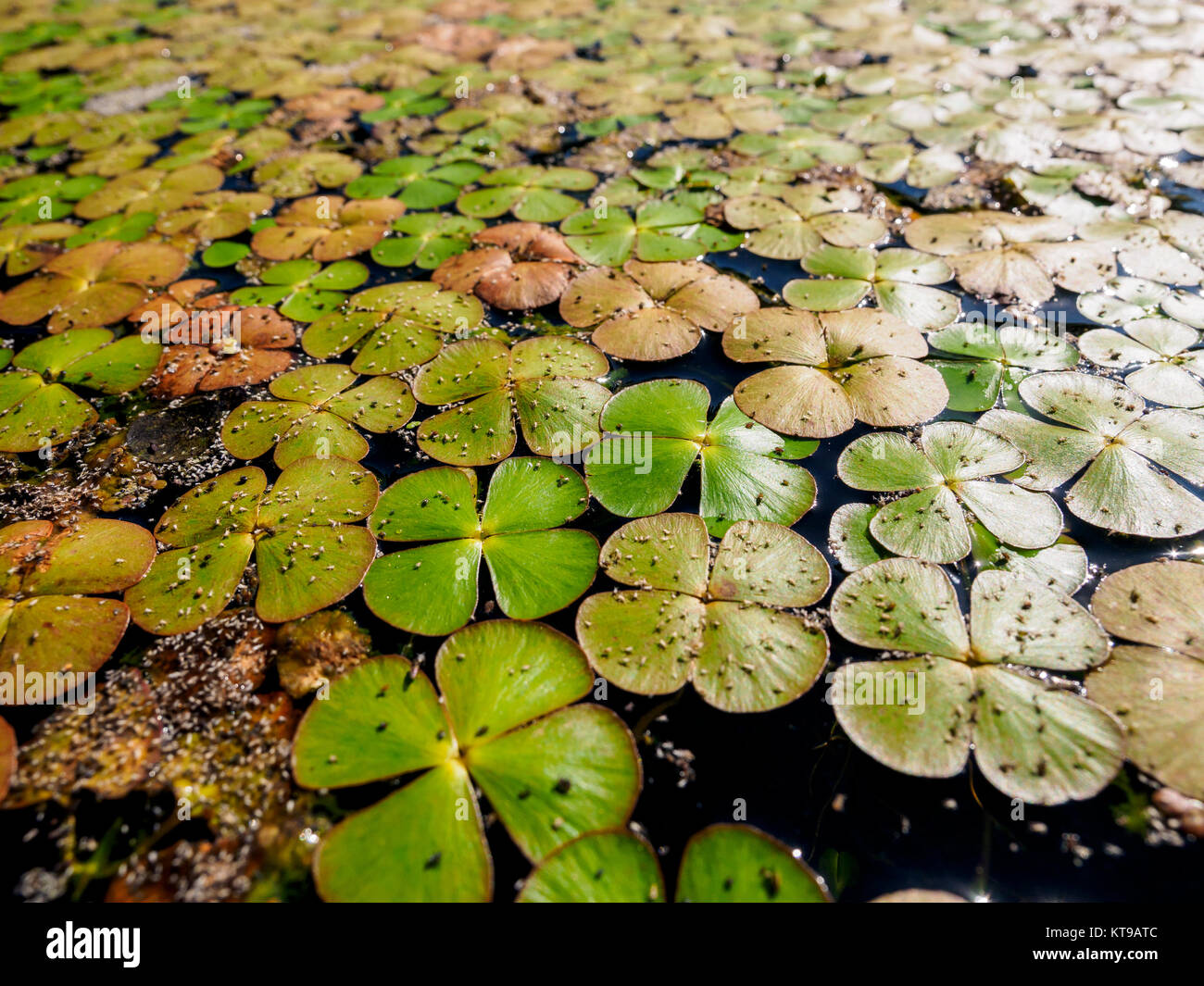 Duckweed (Lemnoideae) in a pond in the sunny day. Natural background ...