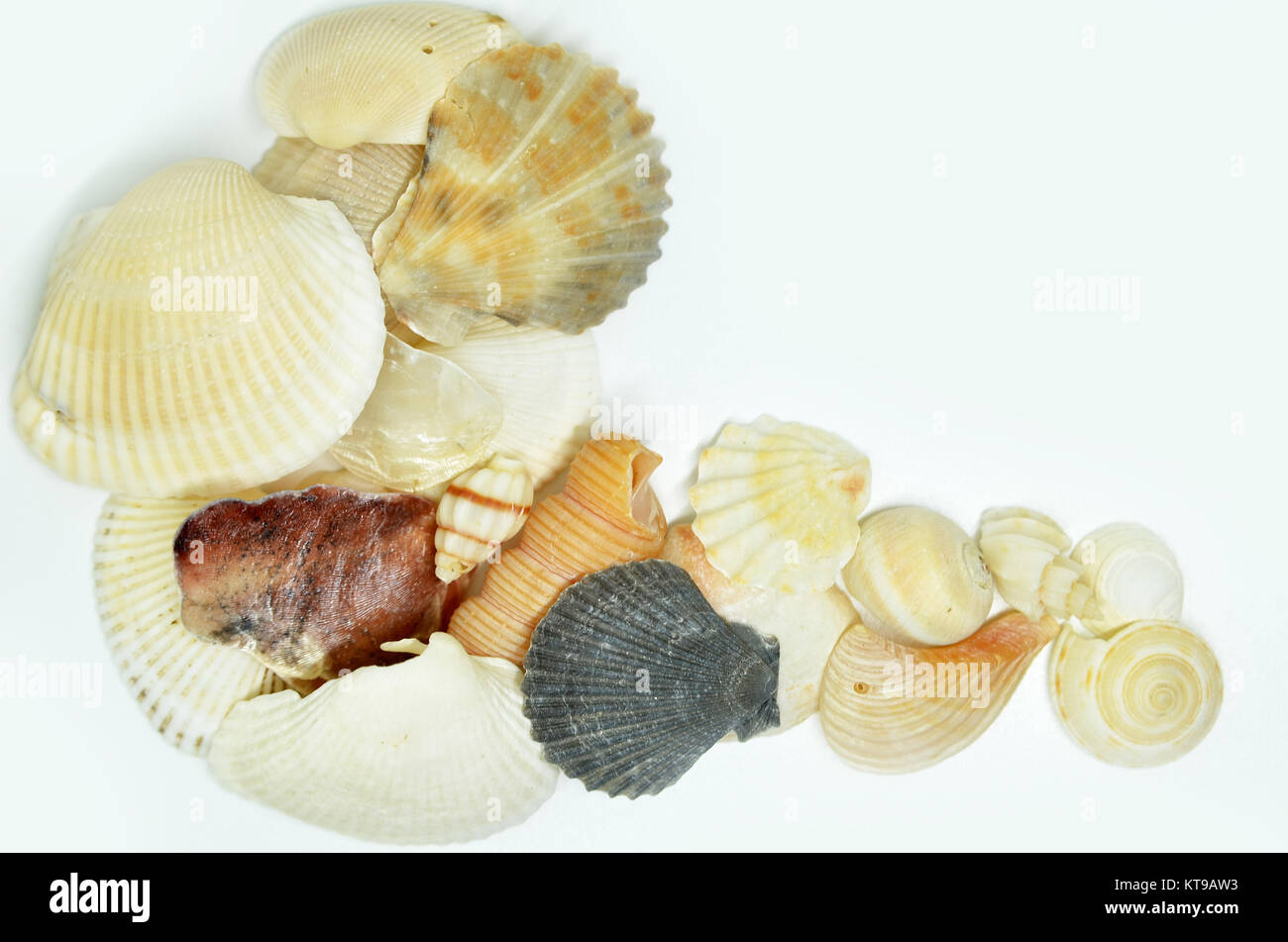 Sea shells scraped together Stock Photo - Alamy