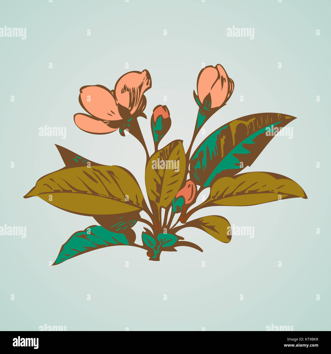 Cherry branches with flowers, sakura vector illustration Stock Photo ...