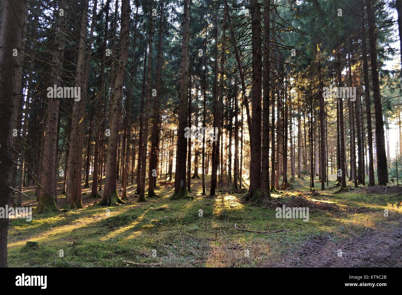 forest in the alps Stock Photo - Alamy