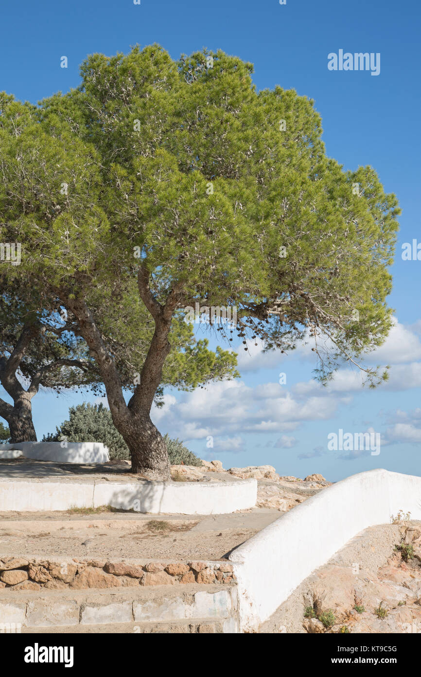 Pine Tree at Cala Bassa Cove Beach; Ibiza; Spain Stock Photo - Alamy