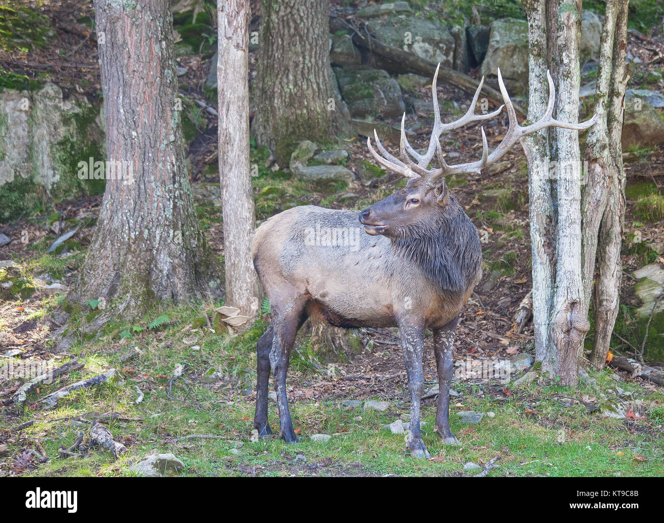 Male Elk in the Woods Stock Photo - Alamy