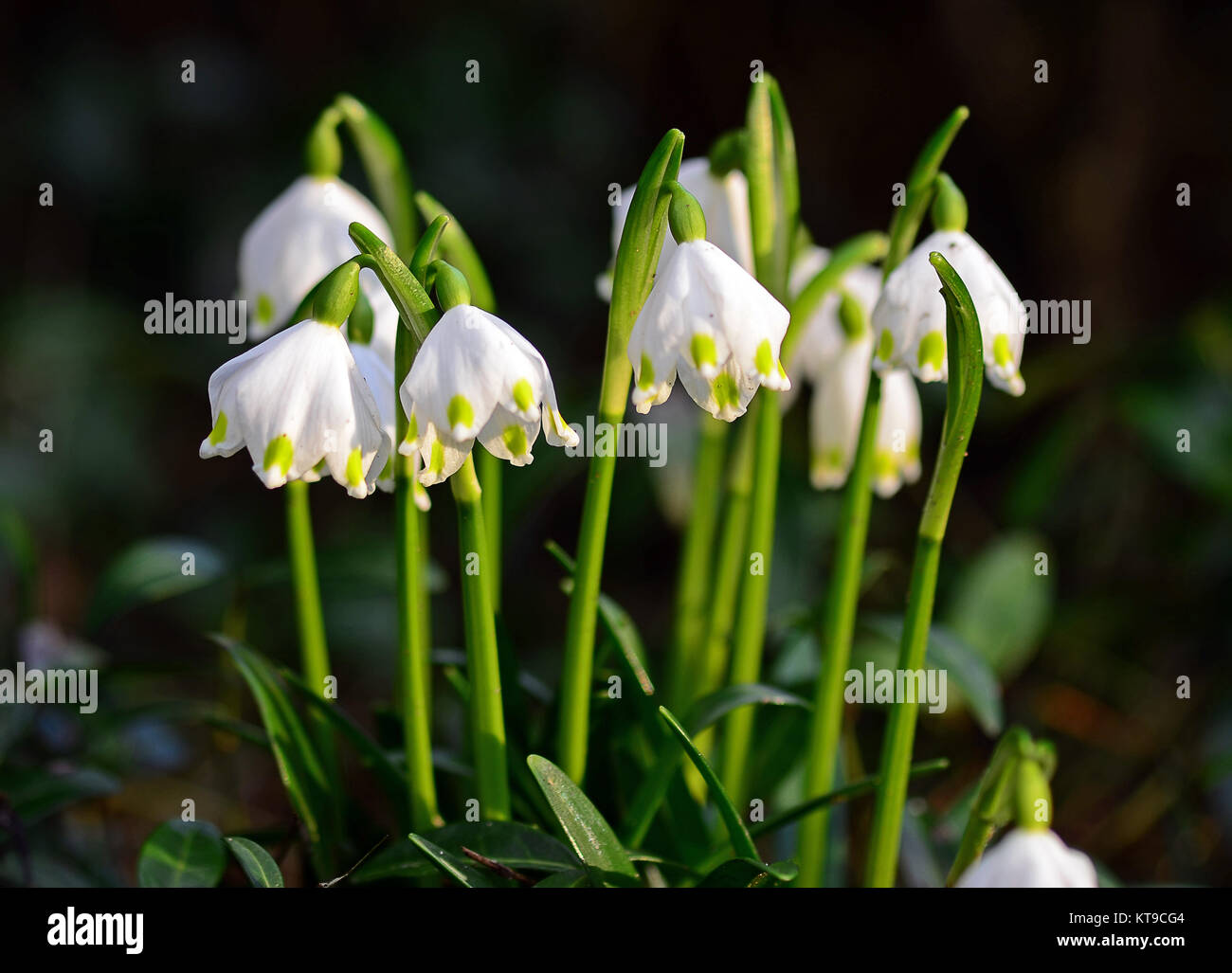 March Bells High Resolution Stock Photography and Images - Alamy
