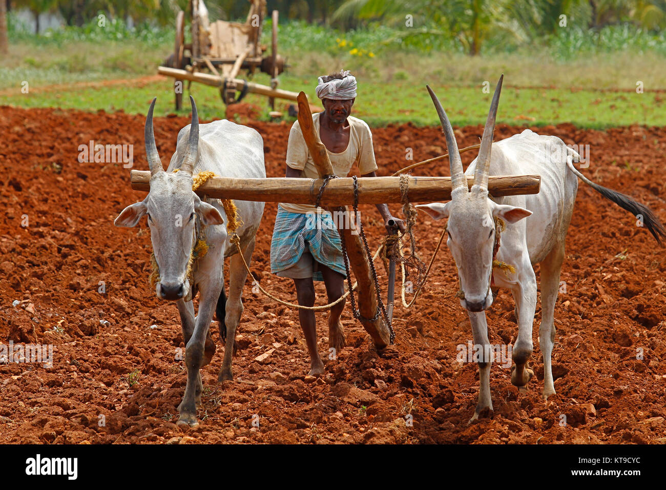 Indian man working on the field, Karnataka, India Stock Photo - Alamy