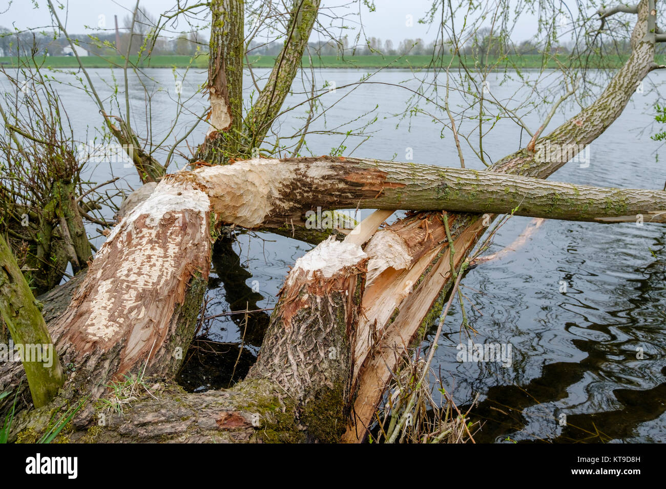 gnawing traces of a beaver on a tree that has completely gnawed through ...
