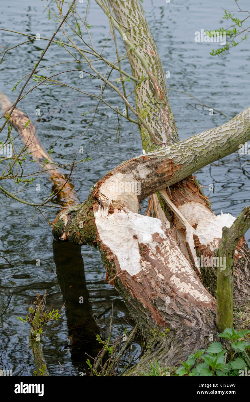 Bark gnawing hi-res stock photography and images - Alamy
