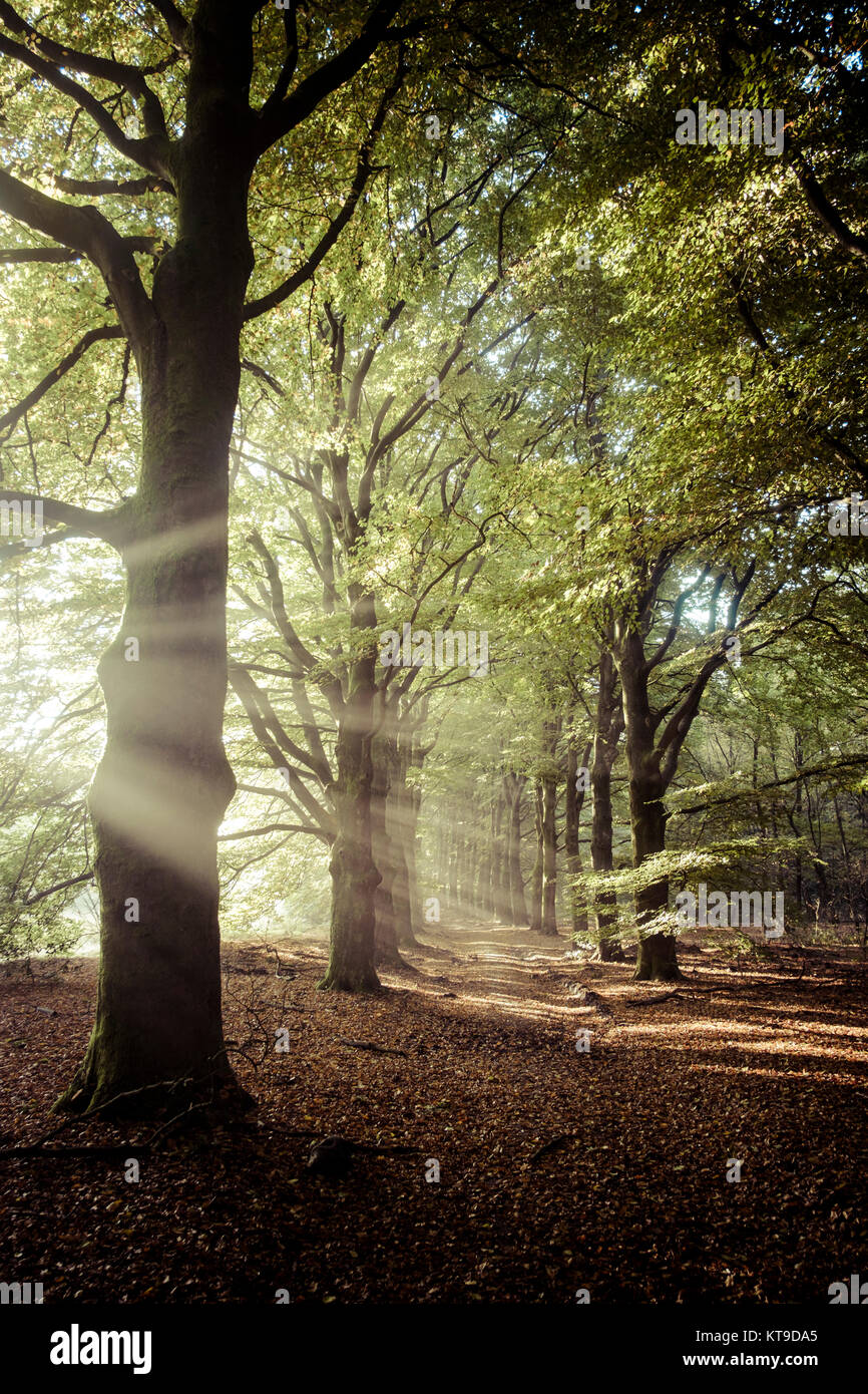 sunbeams making the way through the trees and creating a mysterious ...