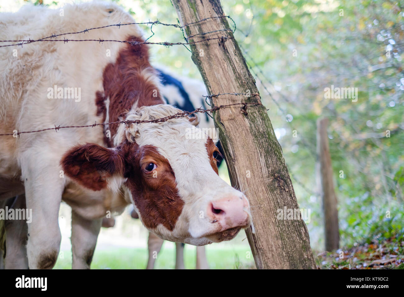 Cattle ranch barbed wire hi-res stock photography and images - Alamy