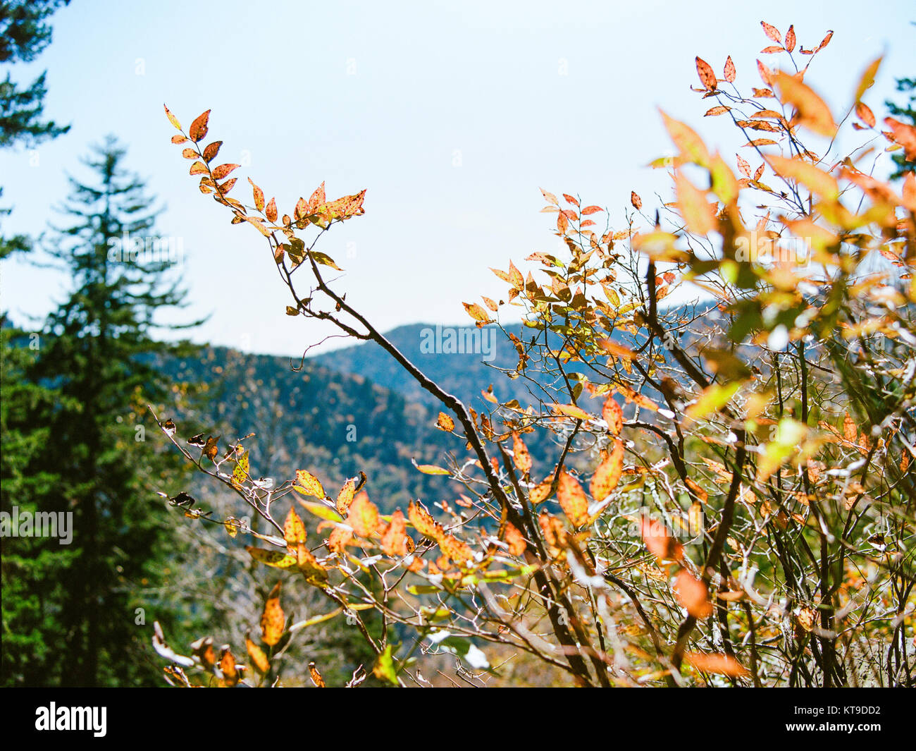 Colorful fall trees in Smoky Mountains National Park in Tennessee Stock ...