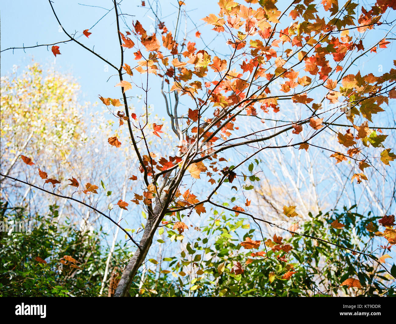 Colorful fall trees in Smoky Mountains National Park in Tennessee Stock ...