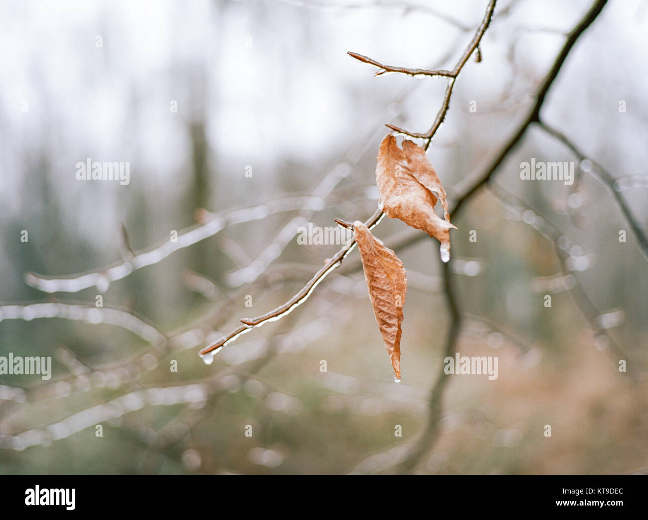 autumn leaves frozen on the branch after freezing rain in Rock Creek ...