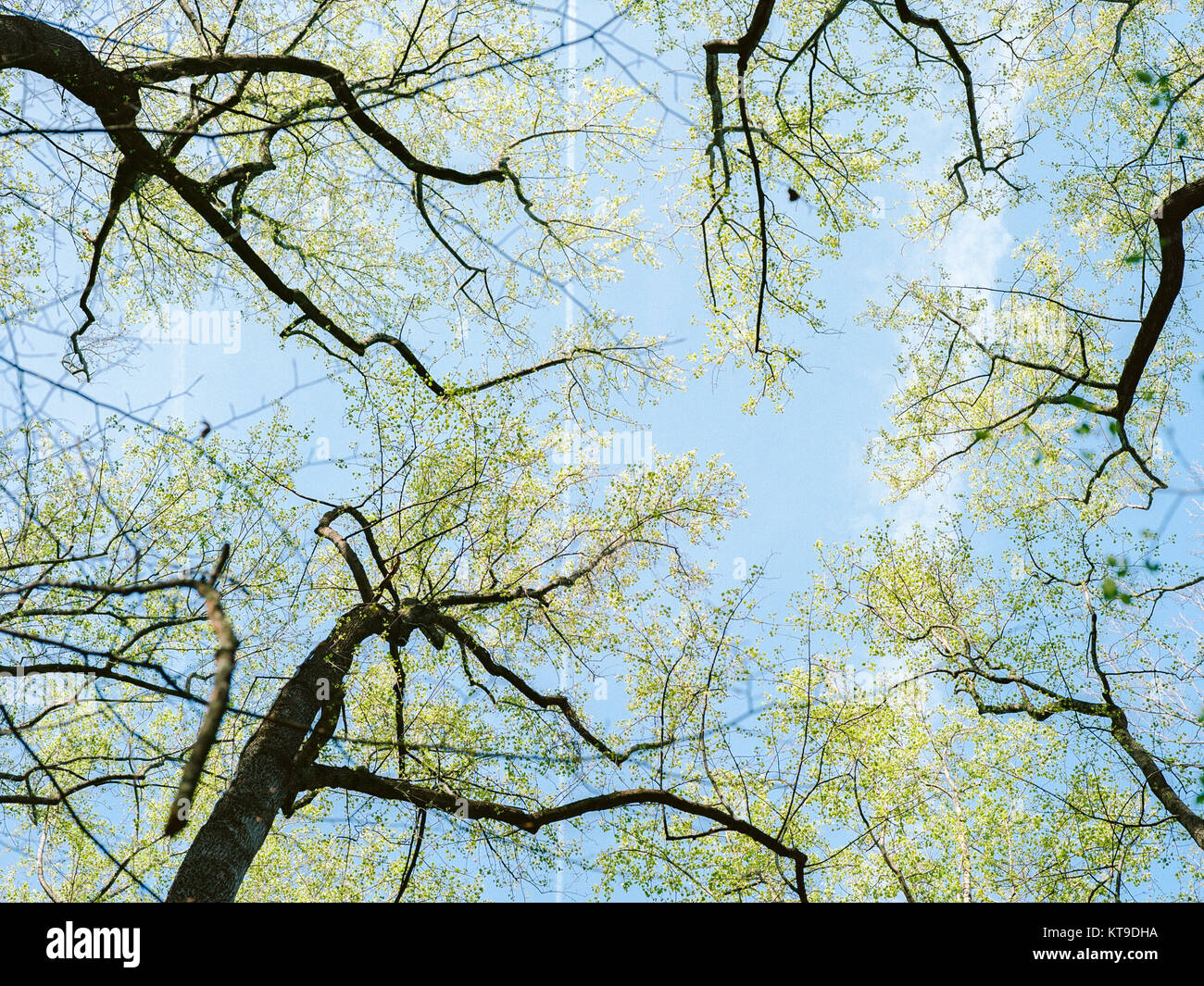 looking up at tree branches sprouting new leaves in springtime Stock ...