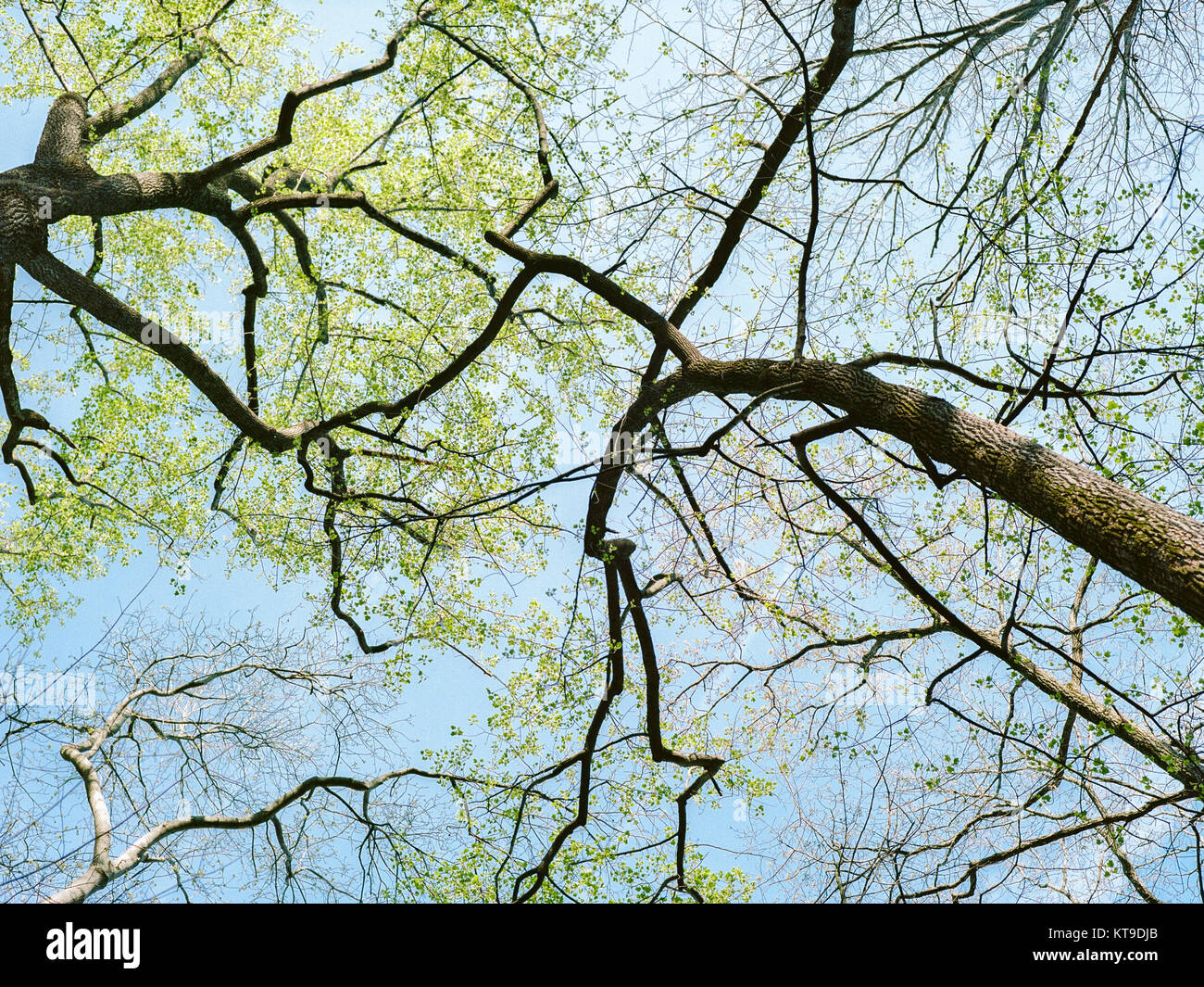 looking up at tree branches sprouting new leaves in springtime Stock ...