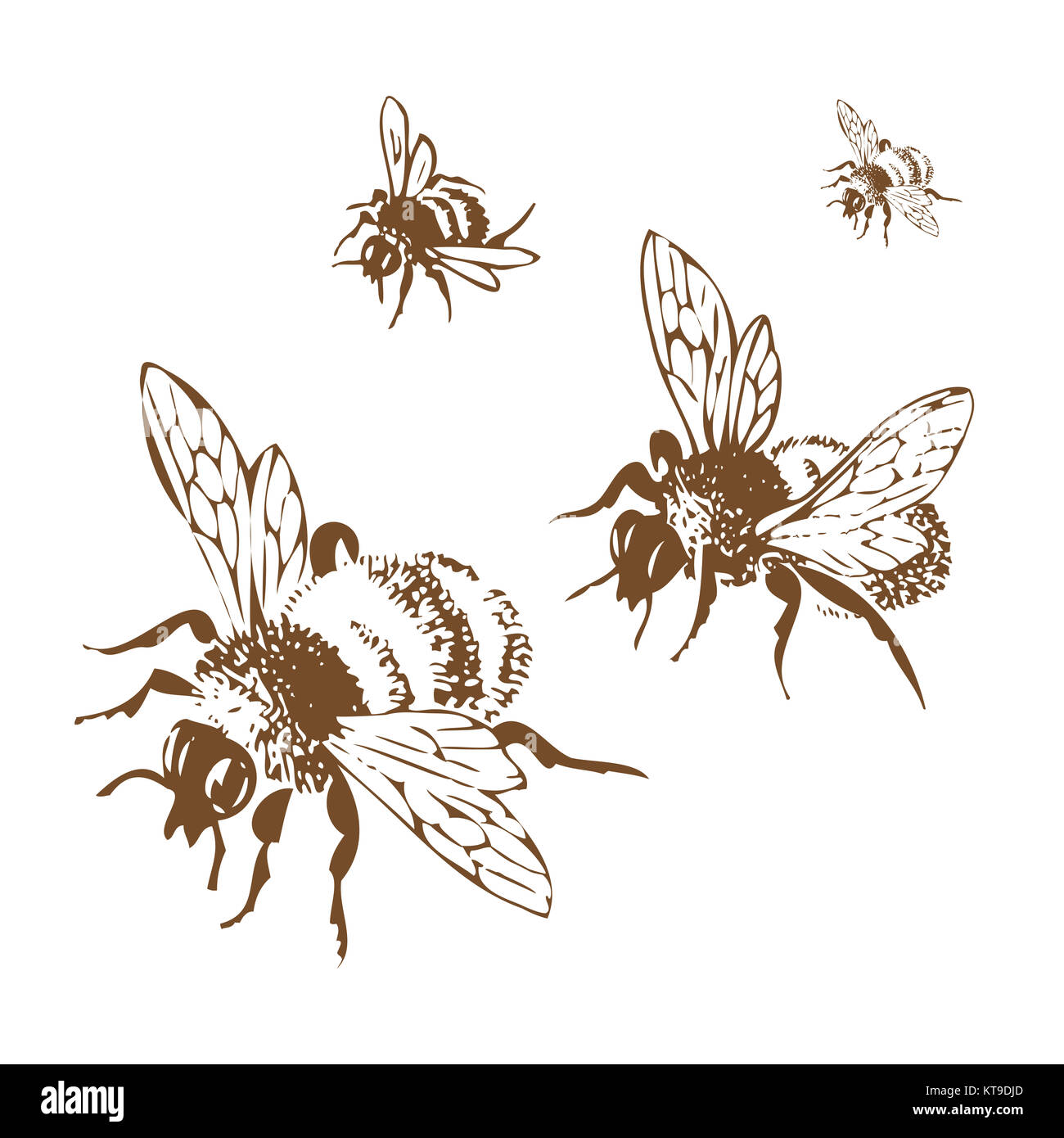 Bee illustration antique hi-res stock photography and images - Alamy