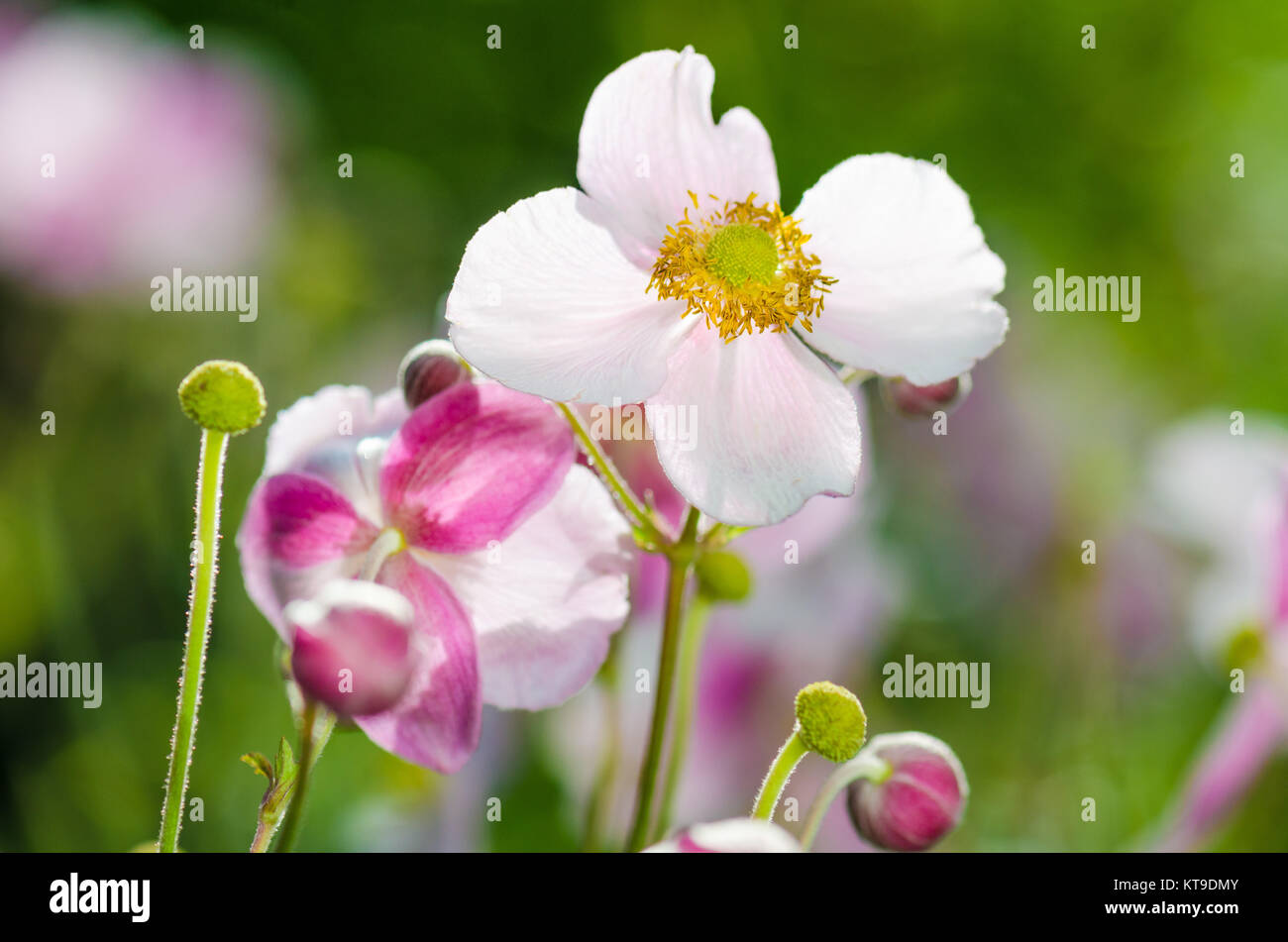 Japanese anemone leaves hi-res stock photography and images - Alamy