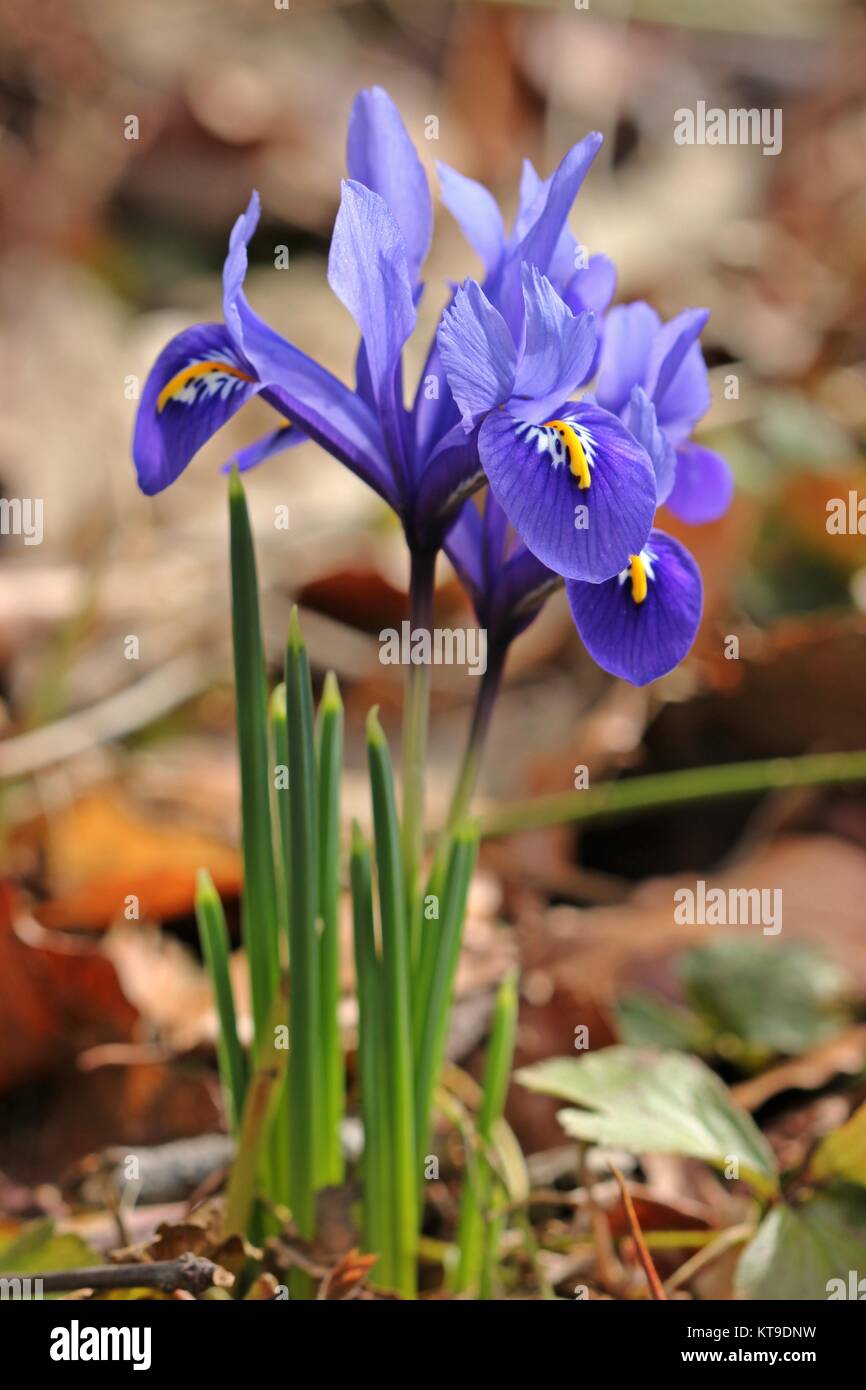 blue dwarf iris,reticular iris (iris reticulata Stock Photo - Alamy