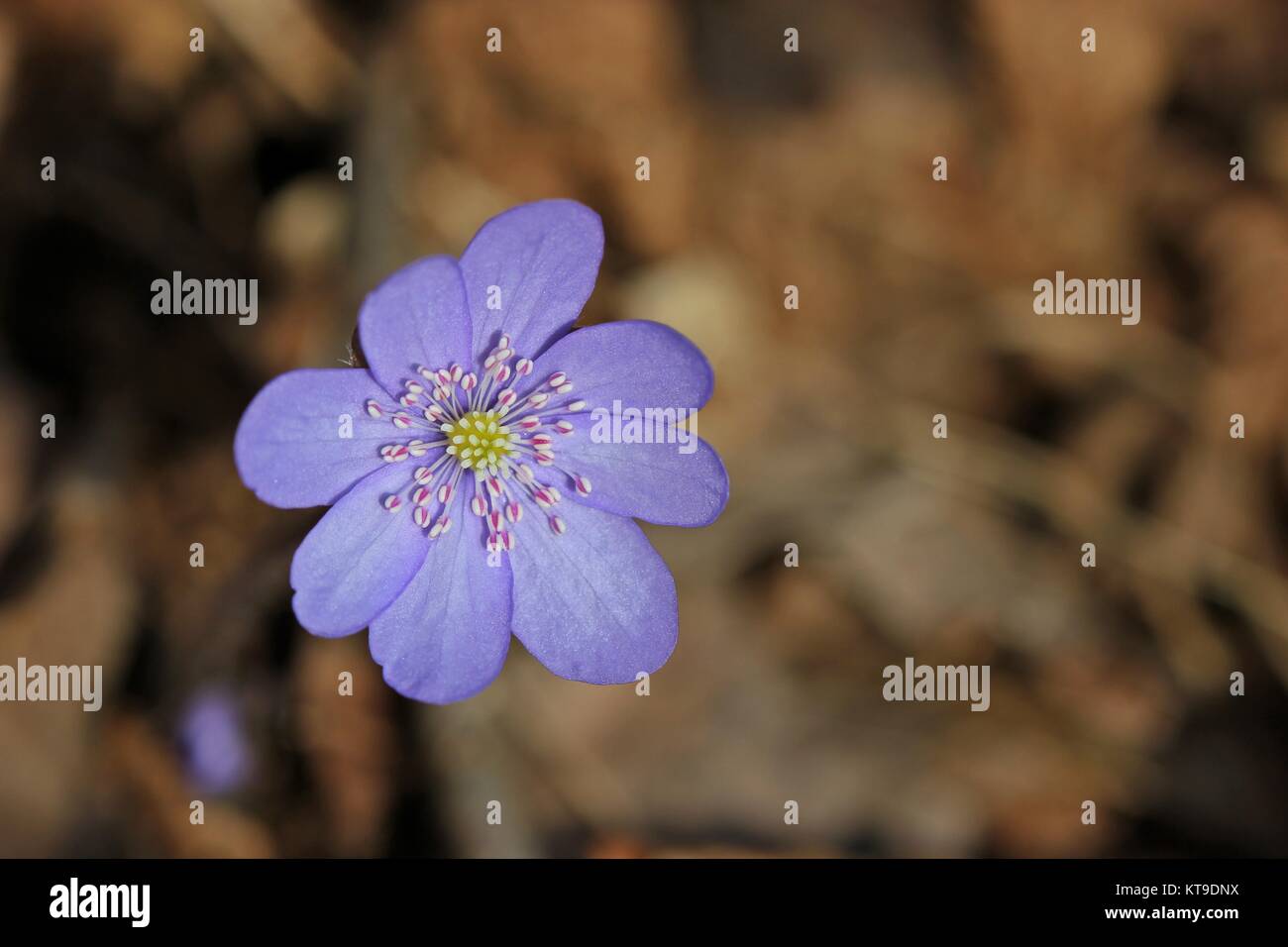hepaticae (hepatica nobilis Stock Photo - Alamy