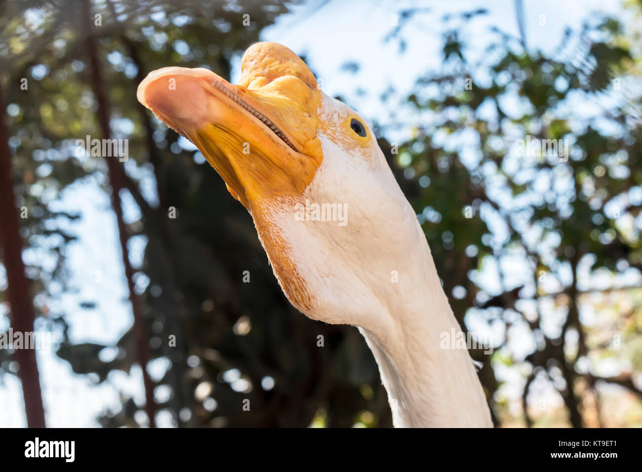 Head of a white Chinese Goose Stock Photo - Alamy