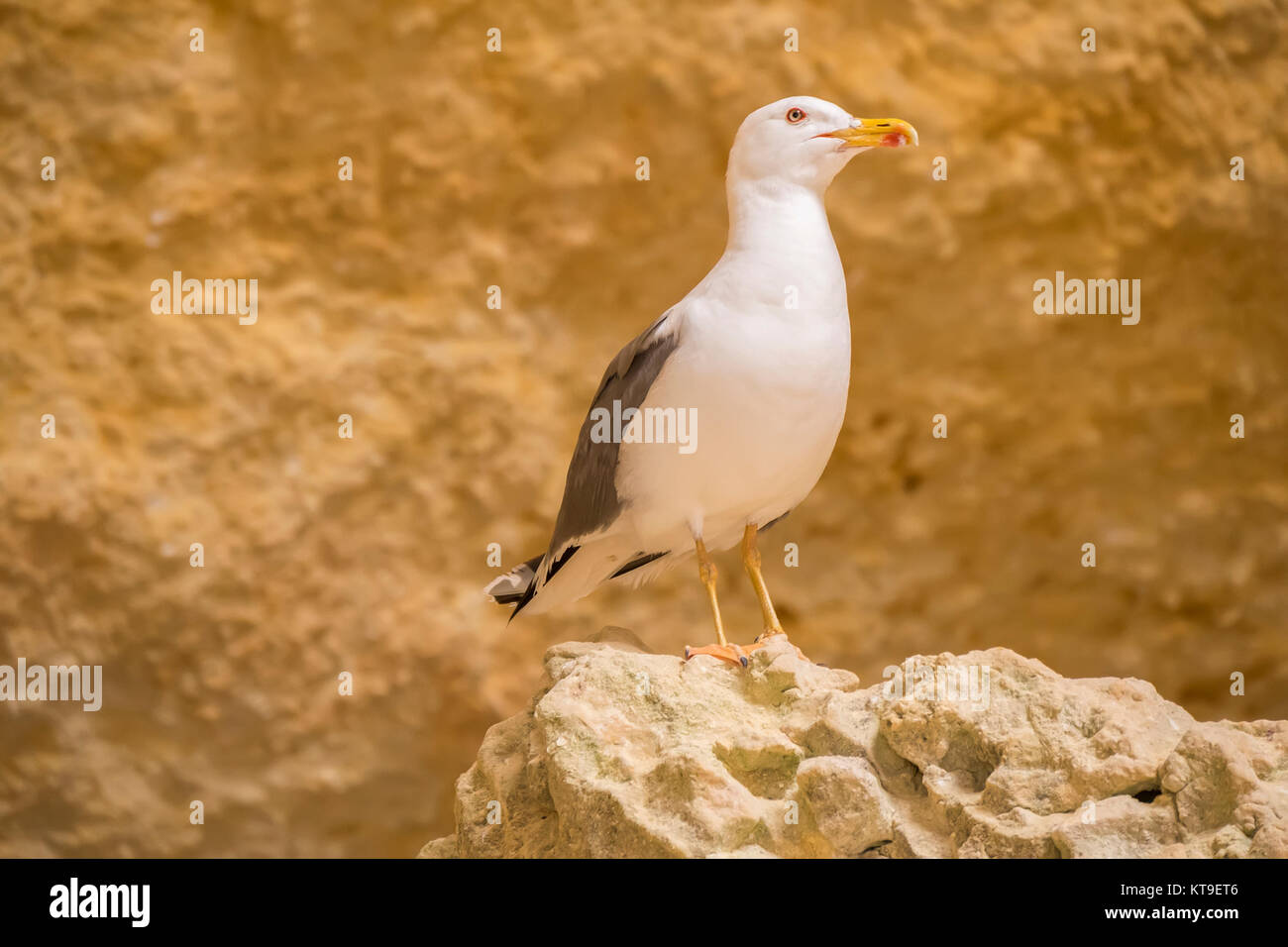 Seagull on a rock watching Stock Photo - Alamy