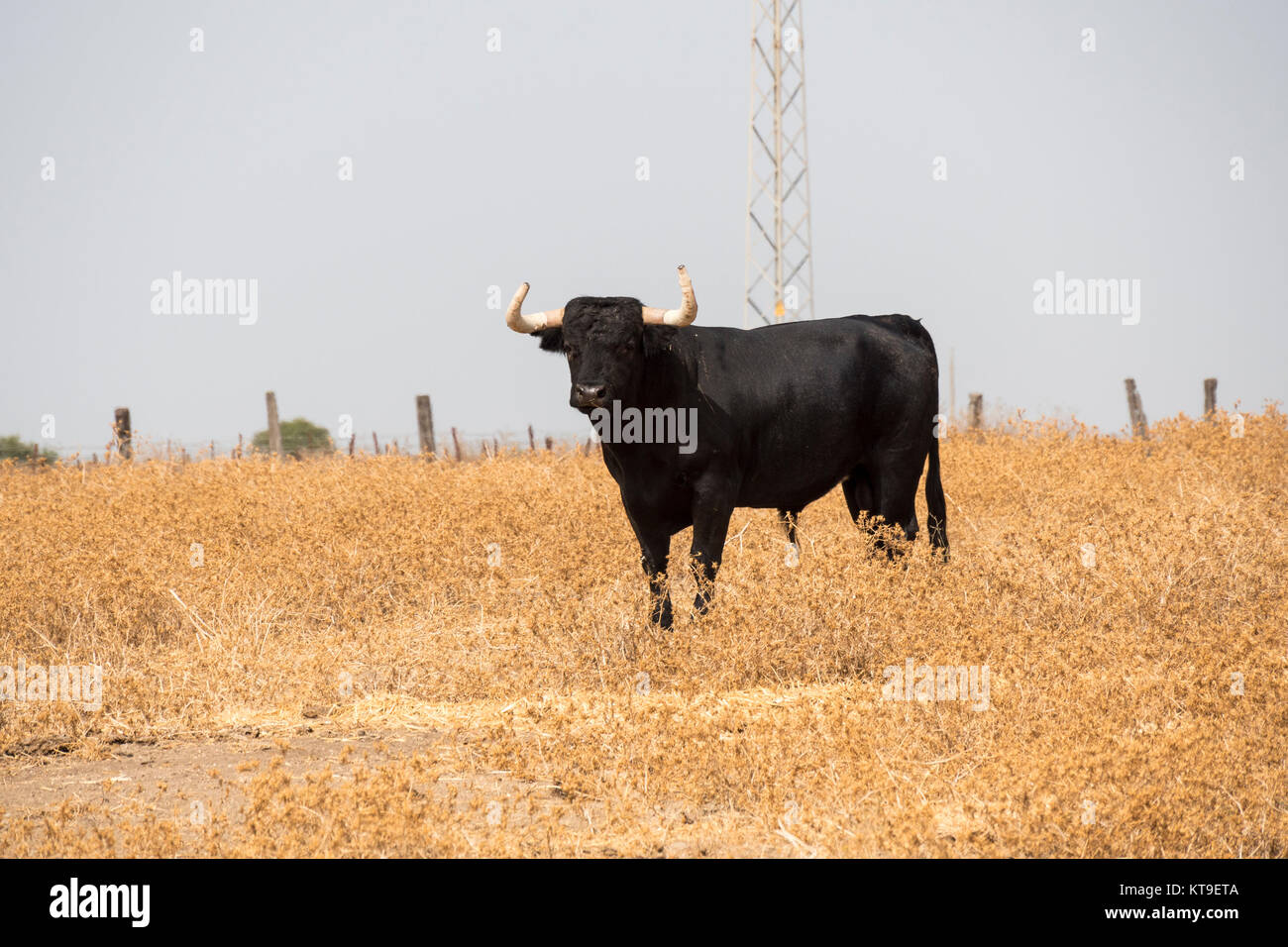 Raging Bull in the countryside Stock Photo - Alamy
