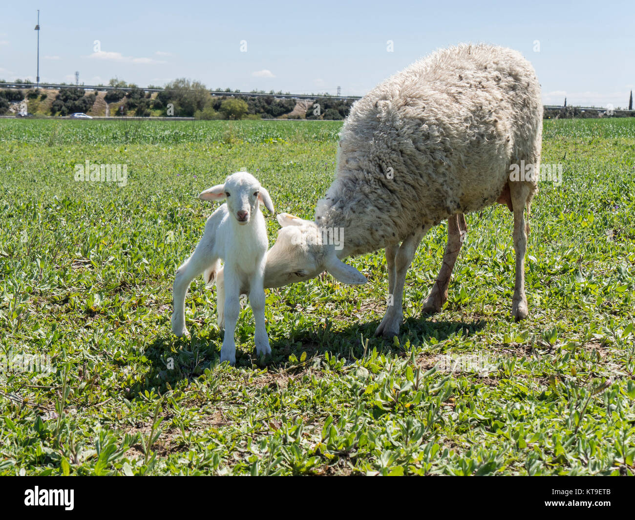 Newborn lamb with his mother in a meadow Stock Photo - Alamy