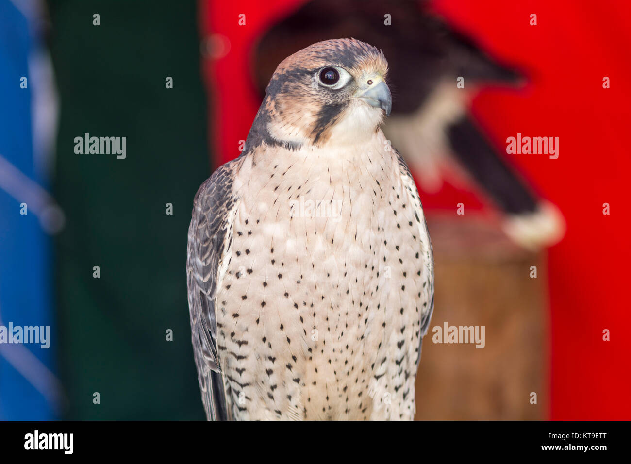 Falcon wings detail hi-res stock photography and images - Alamy
