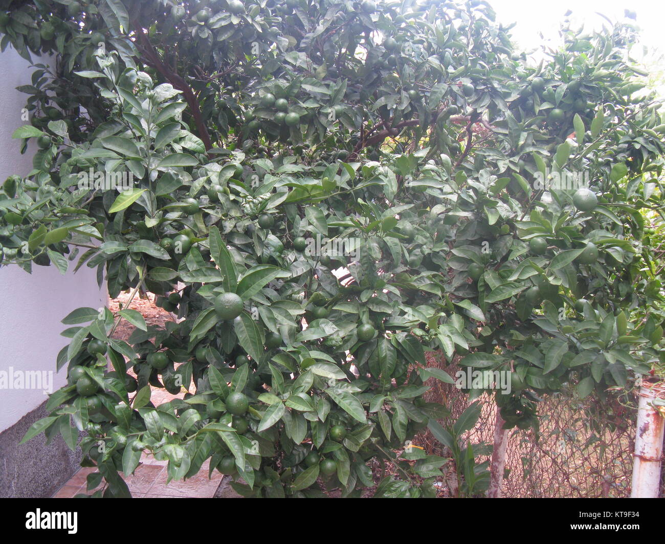 Ripening mandarin (maturing mandarin) on the mandarin tree Stock Photo ...