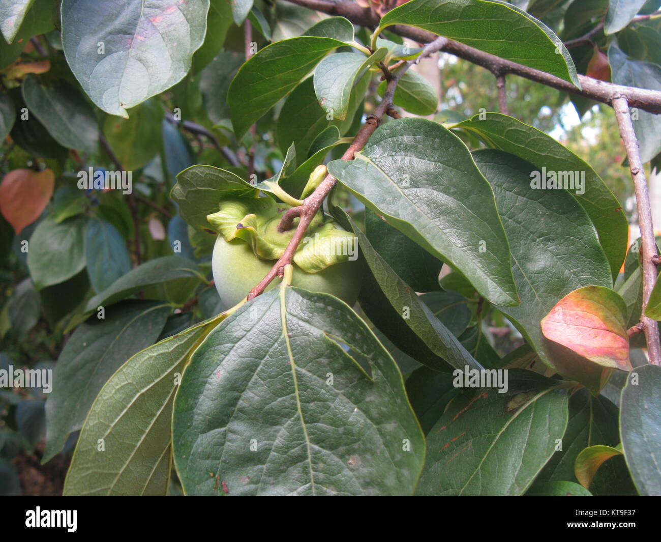 Ripening persimmon (maturing persimmon) on the persimmon tree Stock ...