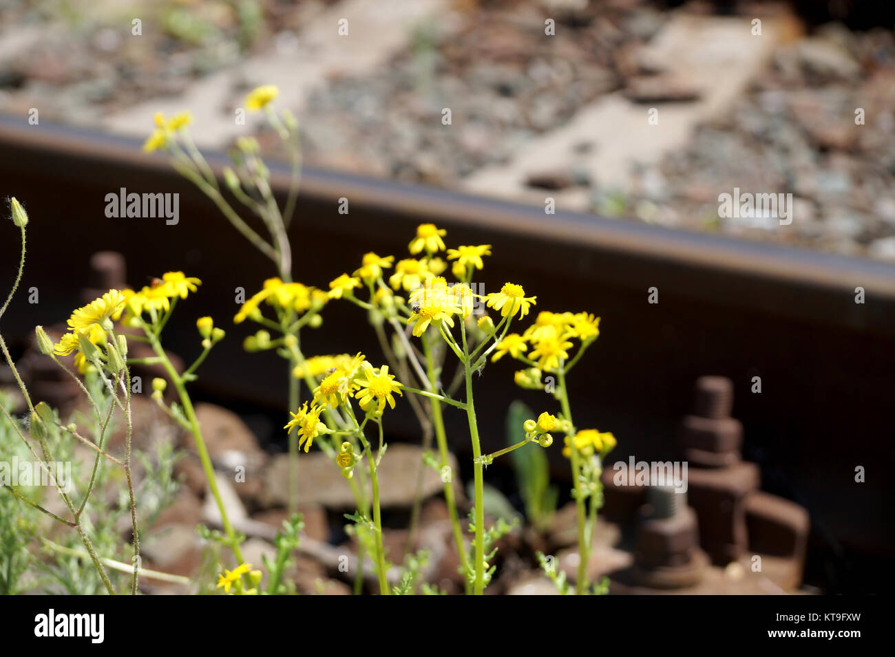Yellow spring flowers on the railroad Stock Photo - Alamy