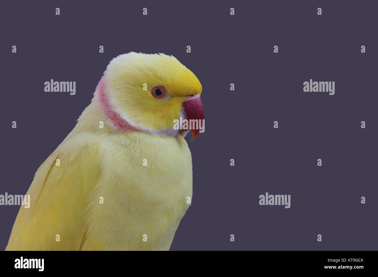 little alexander parakeet lutino Stock Photo - Alamy