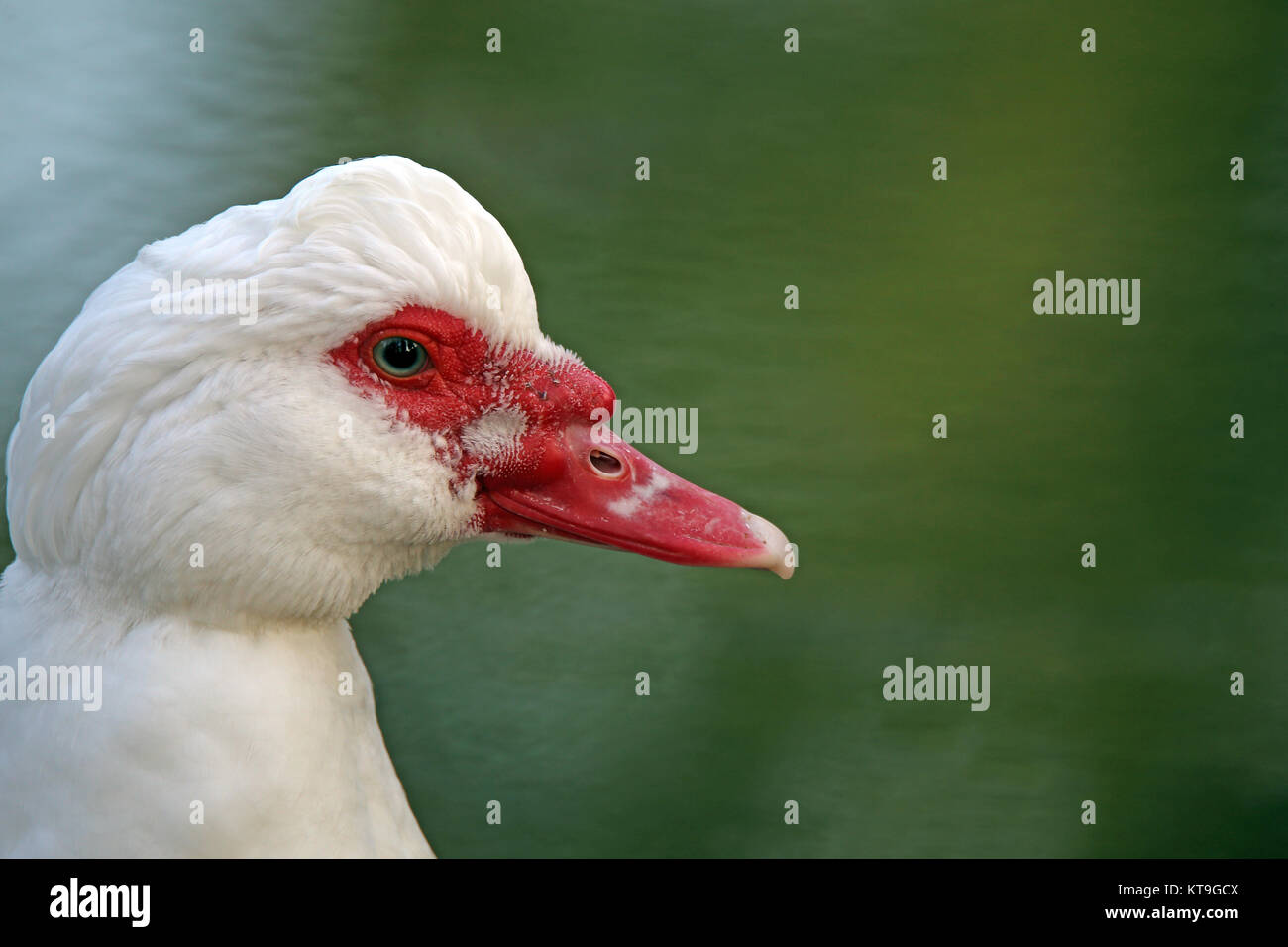 Warzenente hi-res stock photography and images - Alamy