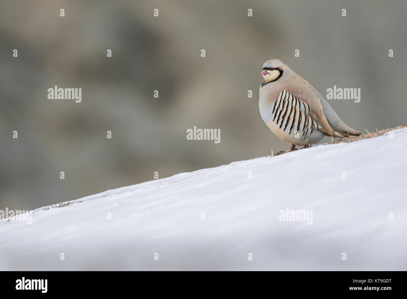 The chukar partridge (Alectoris chukar) in snow at Hemis National Park ...