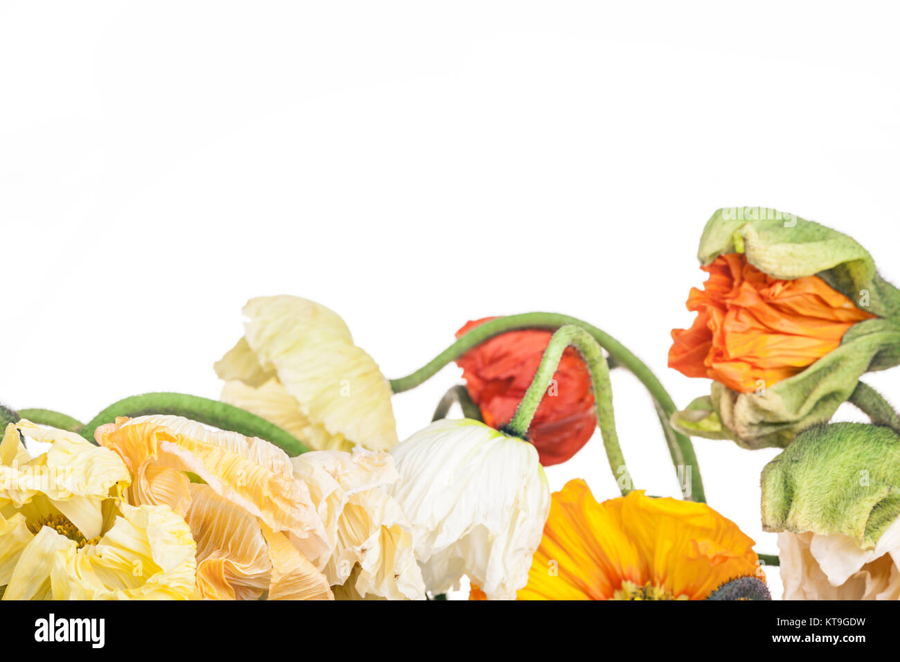 Daisy and poppy flowers bouquet Stock Photo - Alamy
