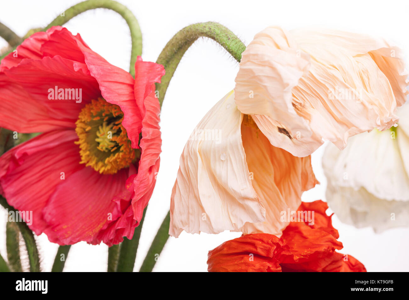Daisy and poppy flowers bouquet Stock Photo - Alamy