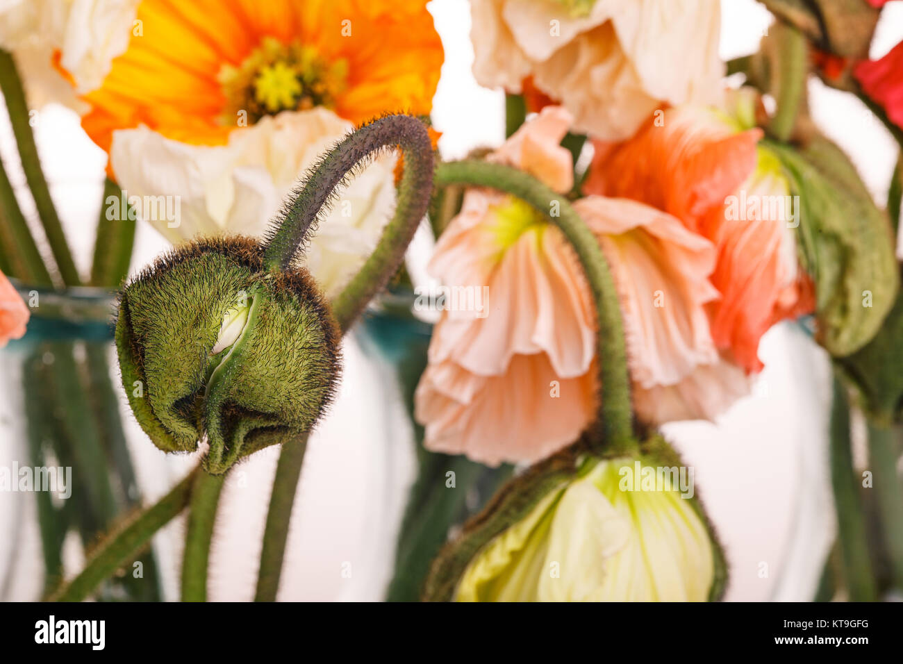 Daisy and poppy flowers bouquet Stock Photo - Alamy