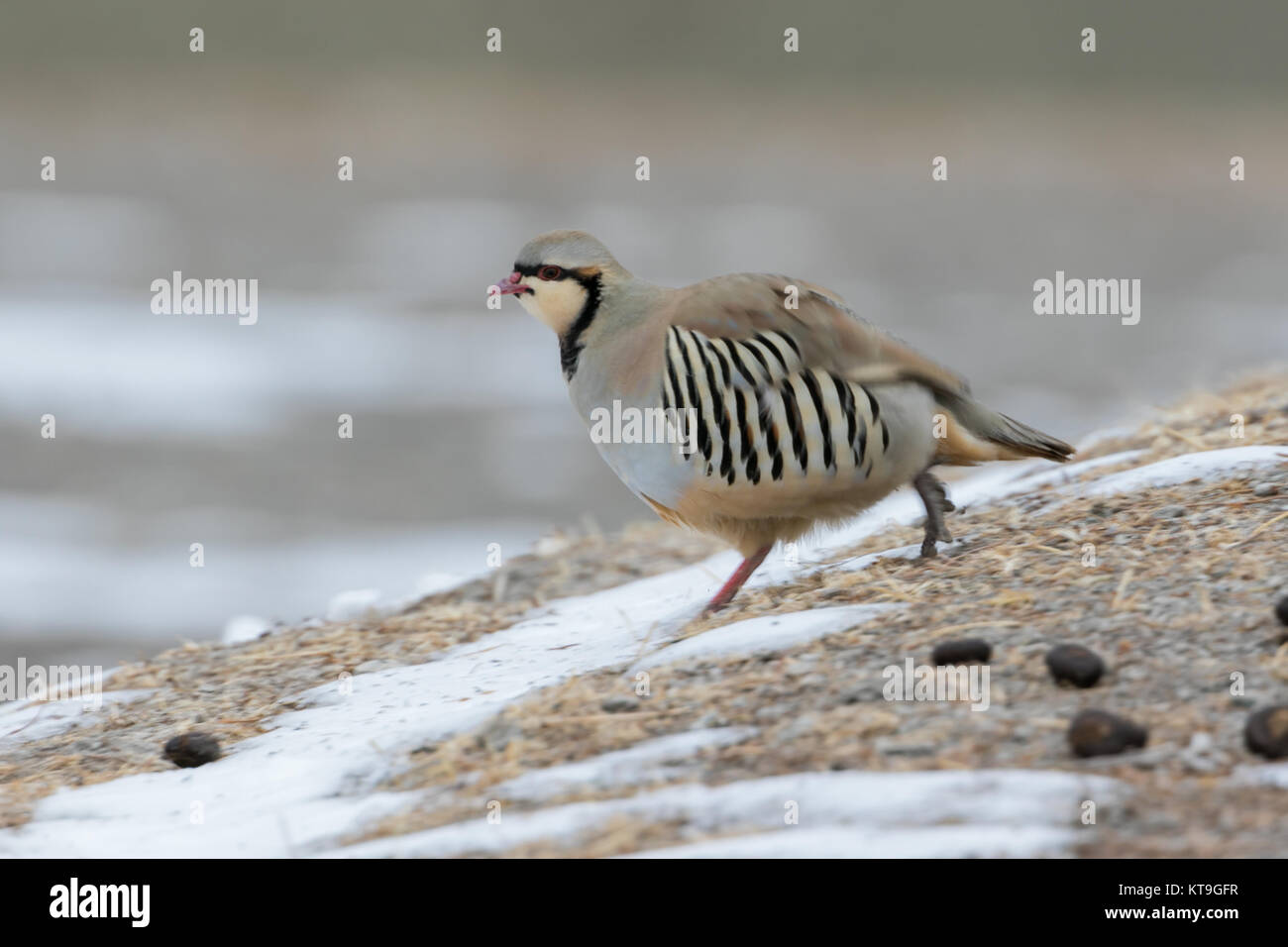 The chukar partridge (Alectoris chukar) in snow at Hemis National Park ...