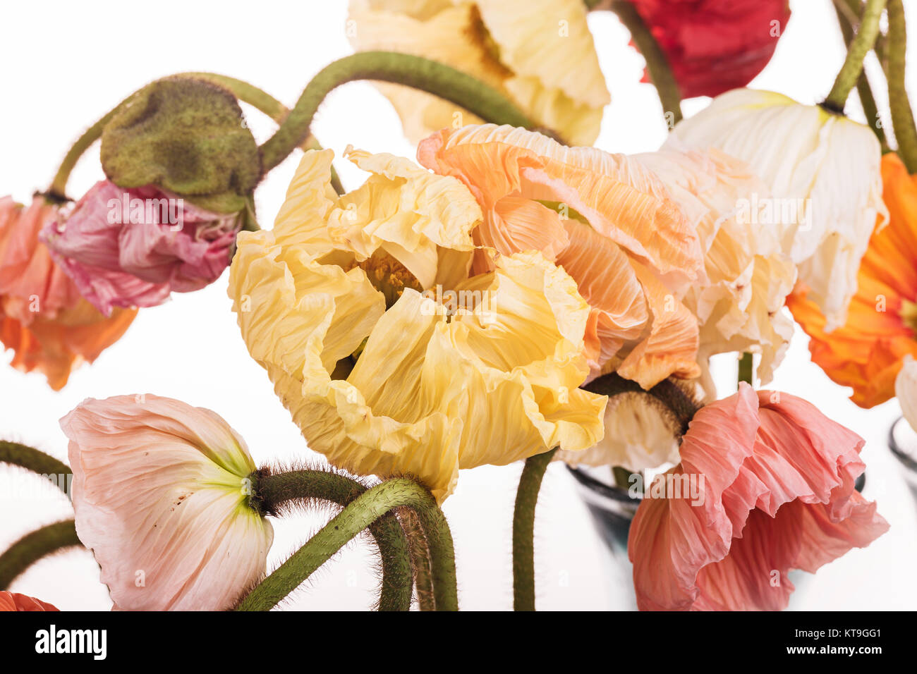 Daisy and poppy flowers bouquet Stock Photo - Alamy
