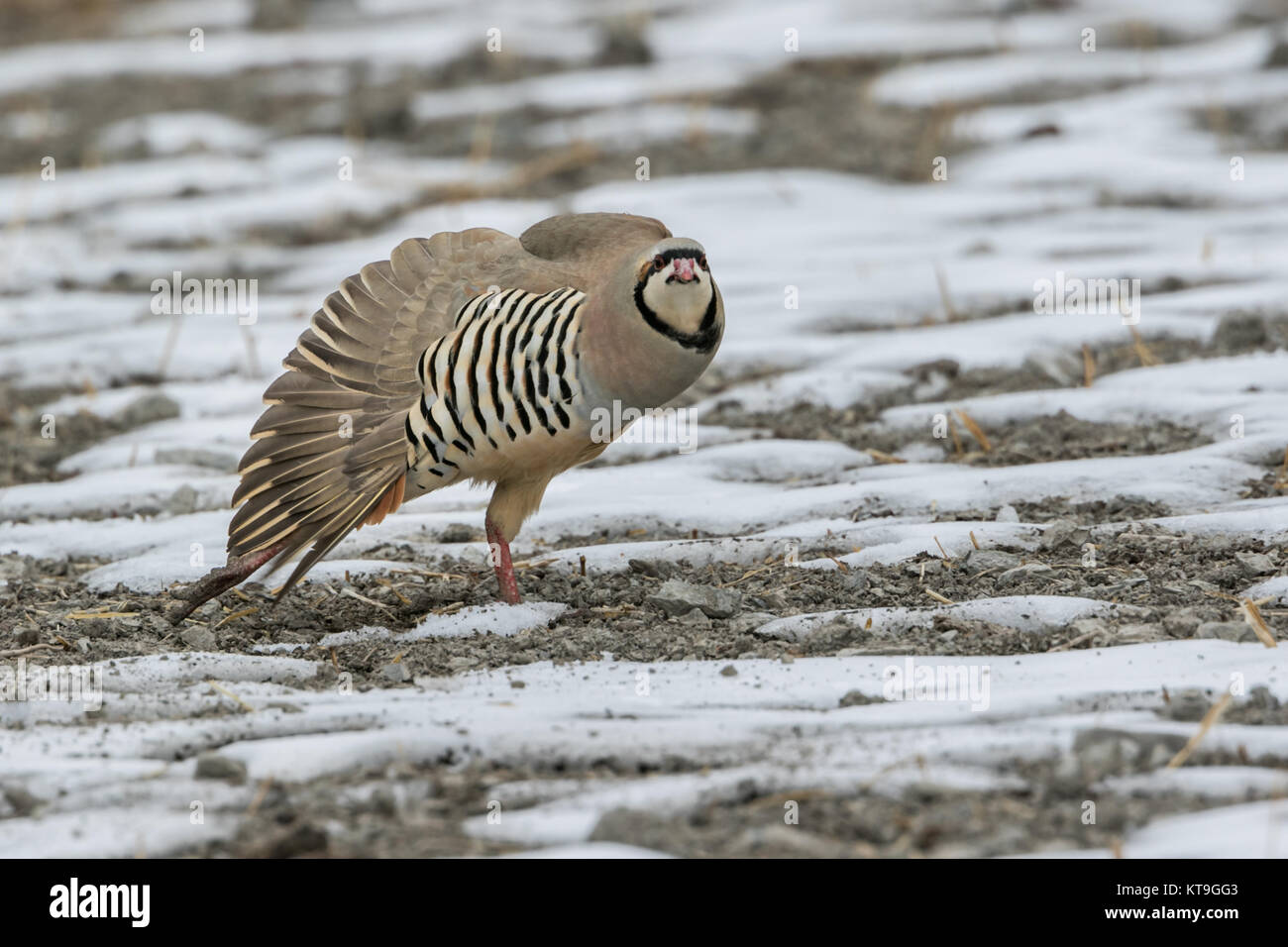 Chukar Flying