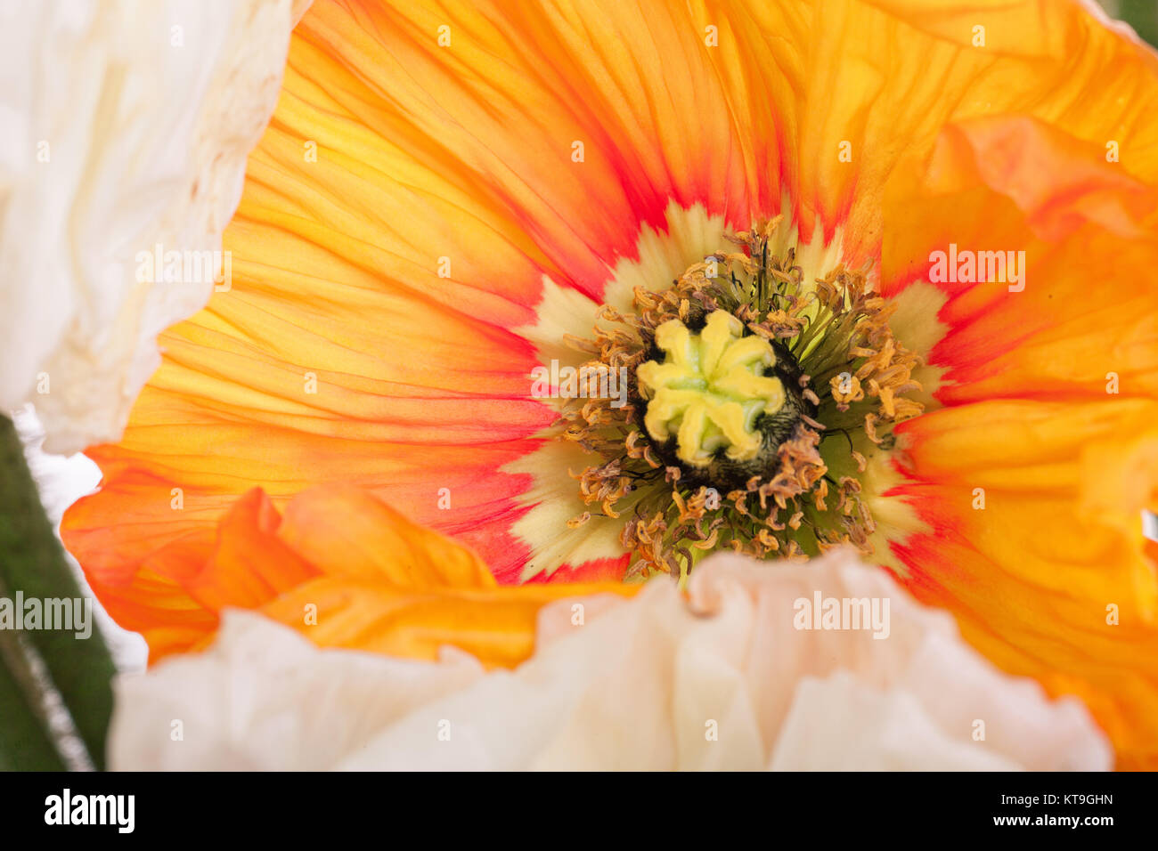 Daisy and poppy flowers bouquet Stock Photo - Alamy