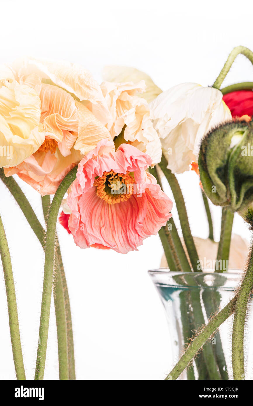 Daisy and poppy flowers bouquet Stock Photo - Alamy