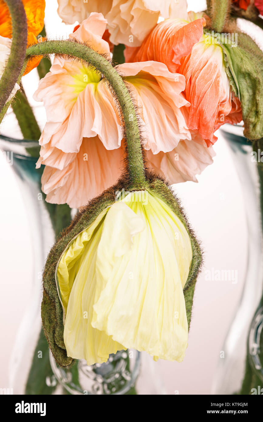 Daisy and poppy flowers bouquet Stock Photo - Alamy