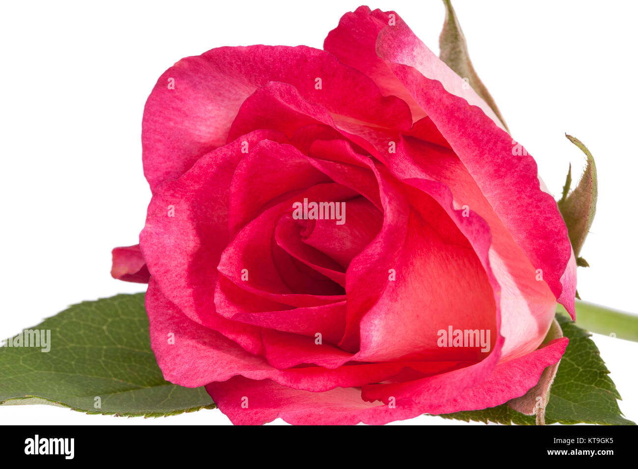 Single flower of pink rose isolated on white background Stock Photo - Alamy
