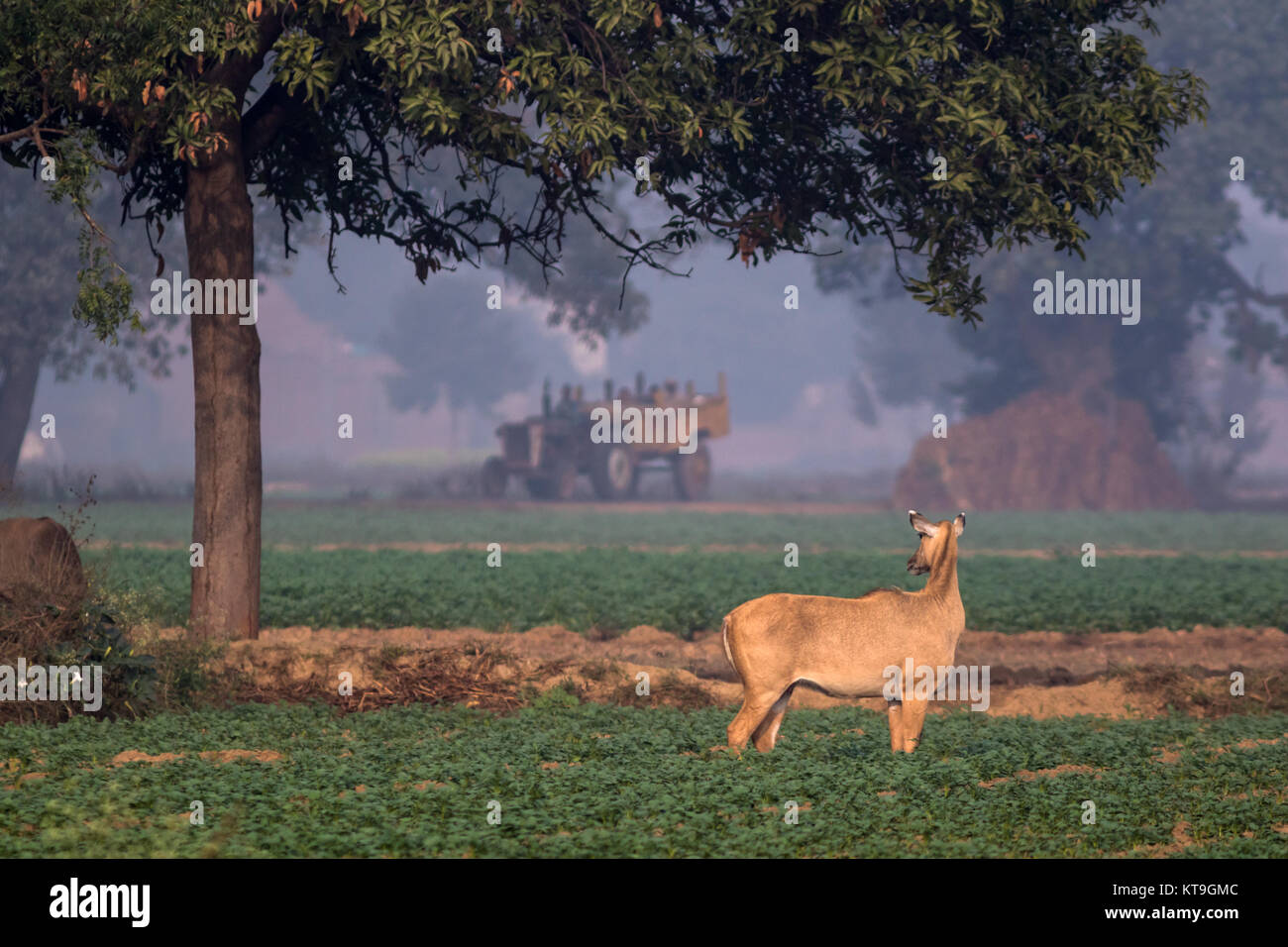 Animal attack india High Resolution Stock Photography and Images - Alamy