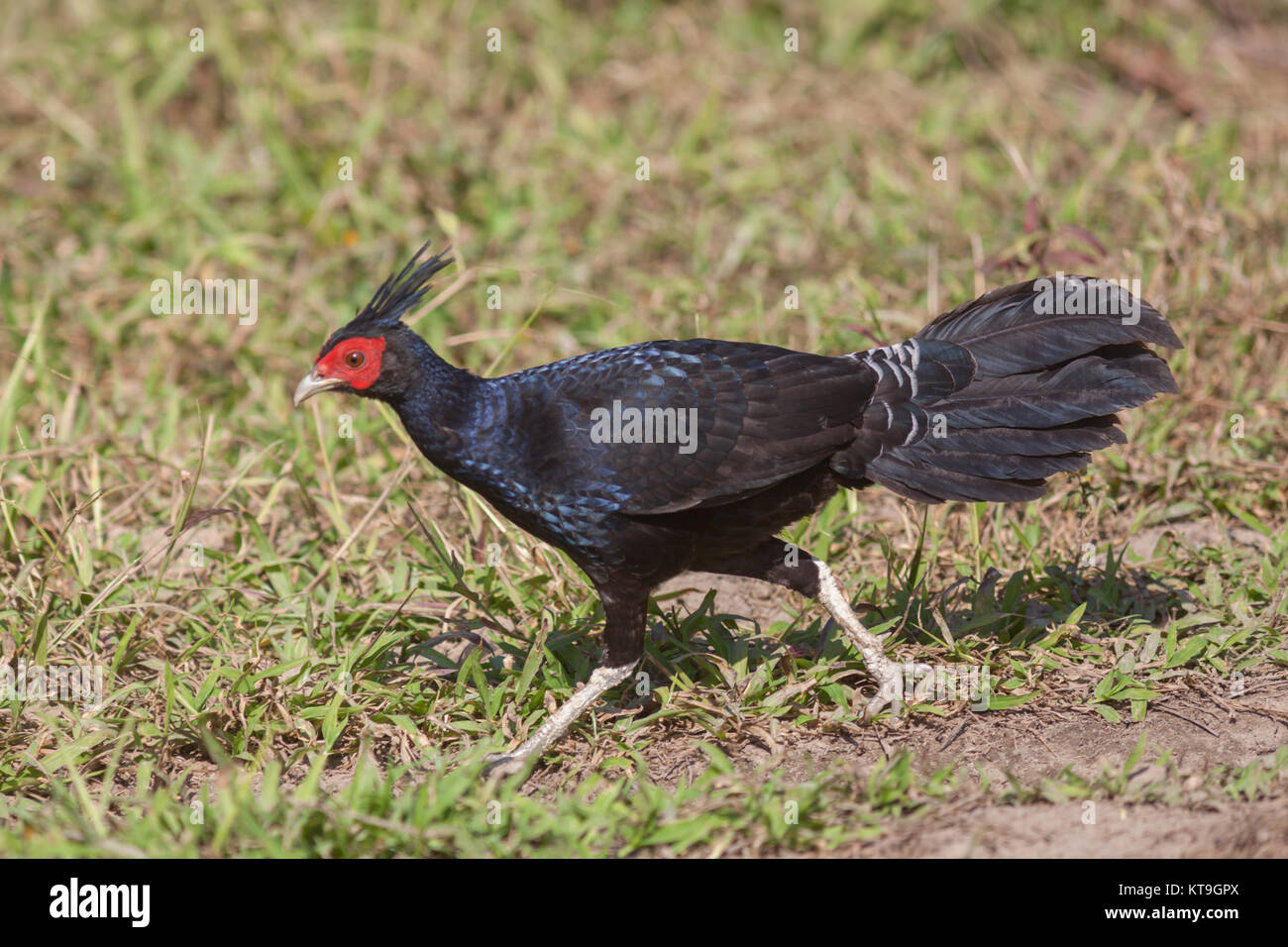 Pakke tiger reserve and river landscapes Stock Photo - Alamy