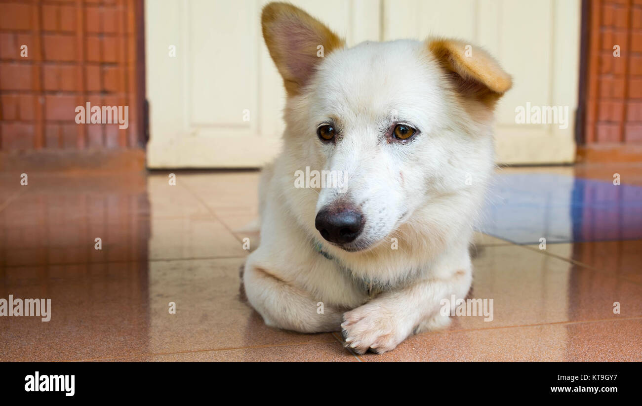 Watchdog symbol hi-res stock photography and images - Alamy