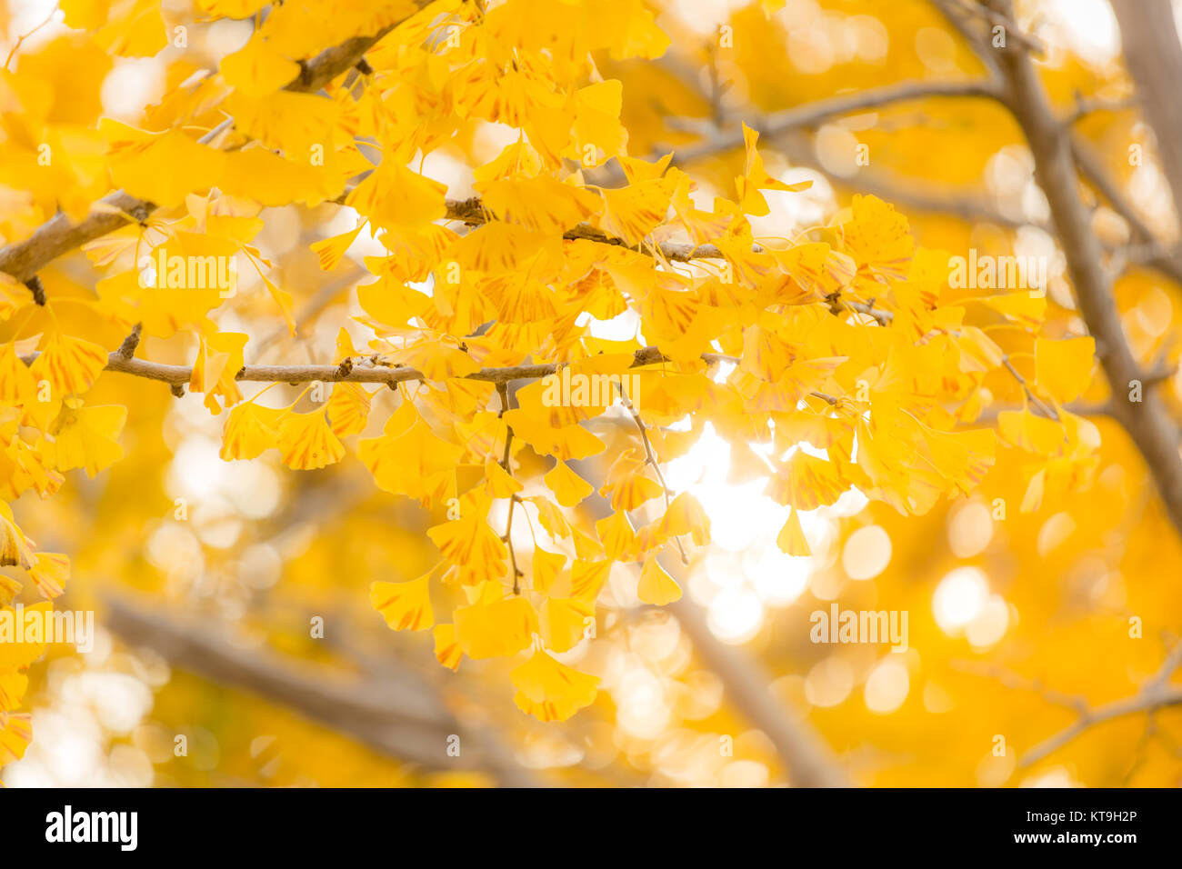 Ginkgo trees Autumn Stock Photo - Alamy