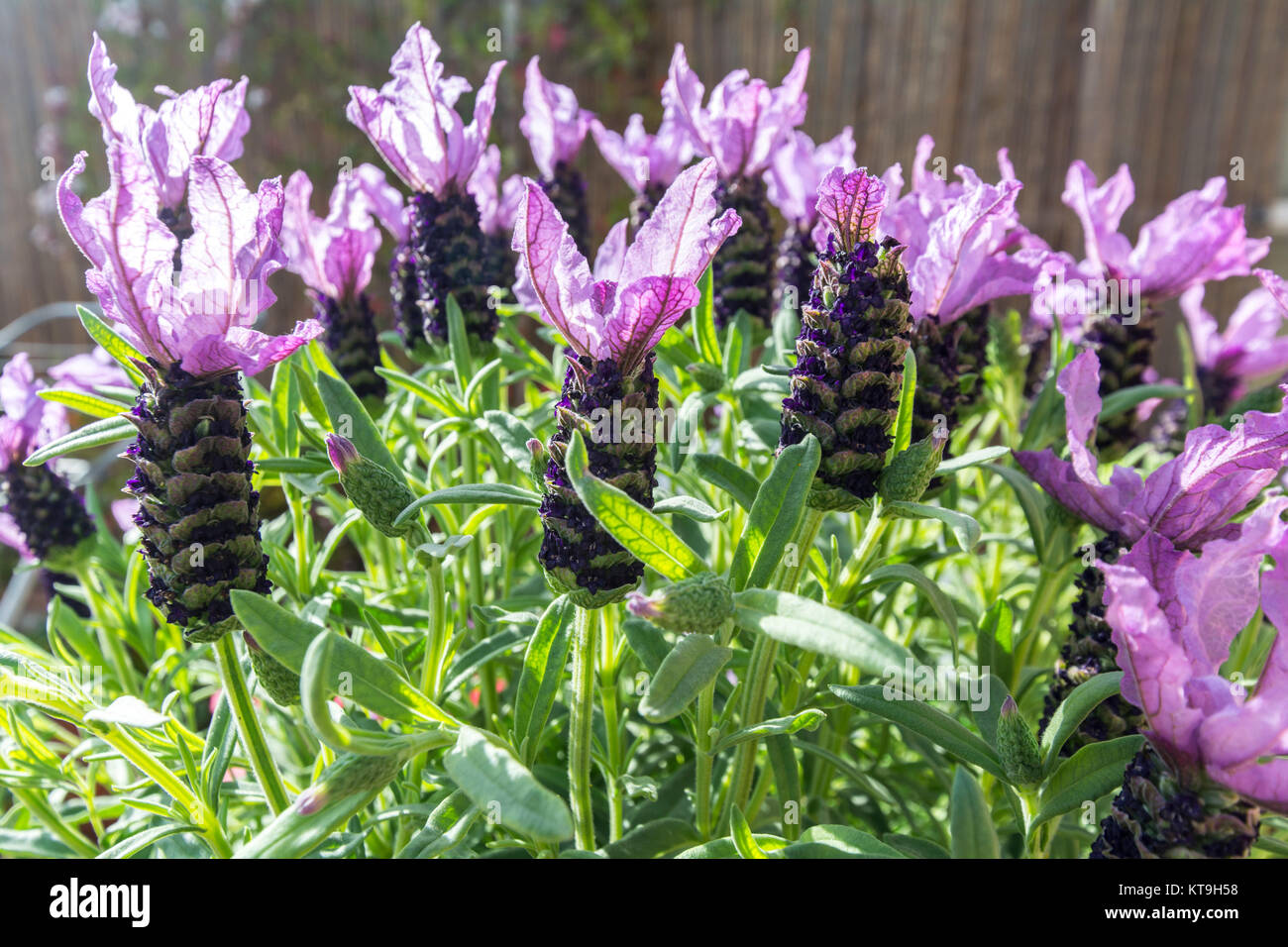 Closeup view lavender flowers Stock Photo - Alamy