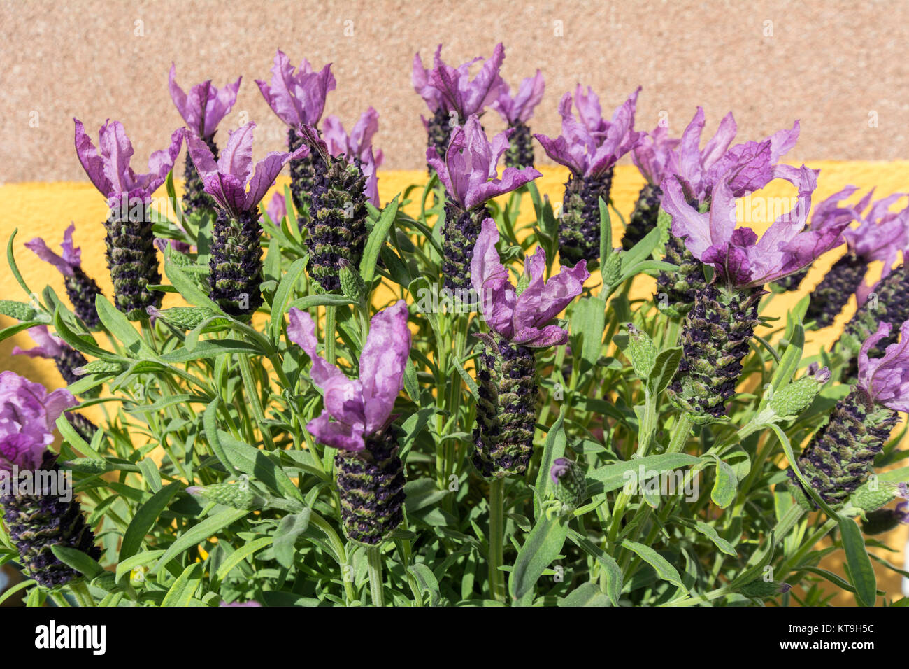 Closeup view lavender flowers Stock Photo - Alamy