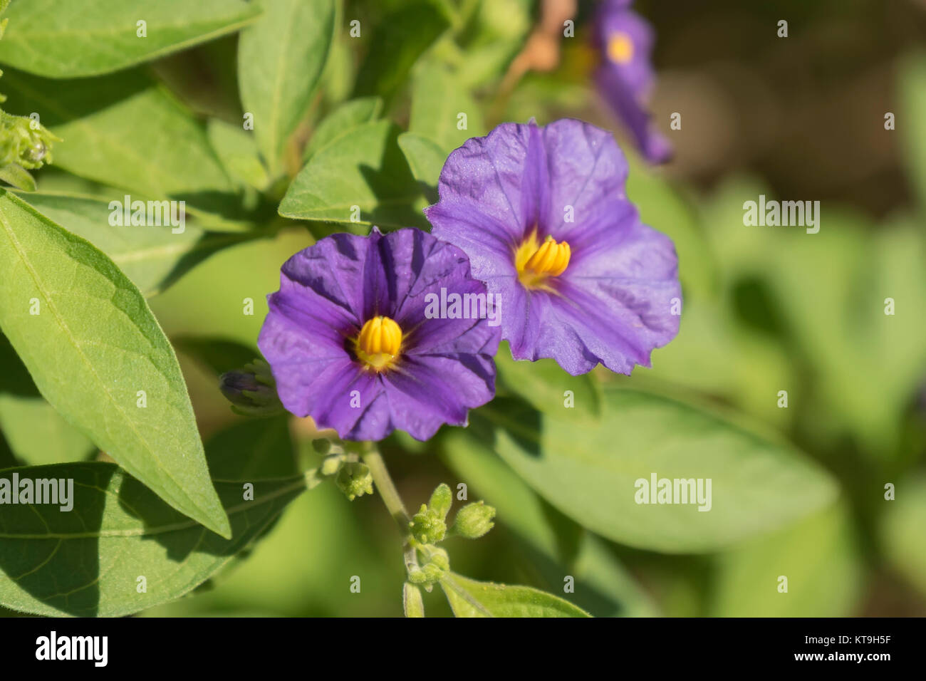 Solanum rantonnetii flowers Stock Photo - Alamy